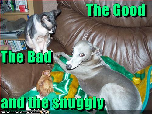 The Good The Bad and the snuggly - I Has A Hotdog - Dog Pictures ...