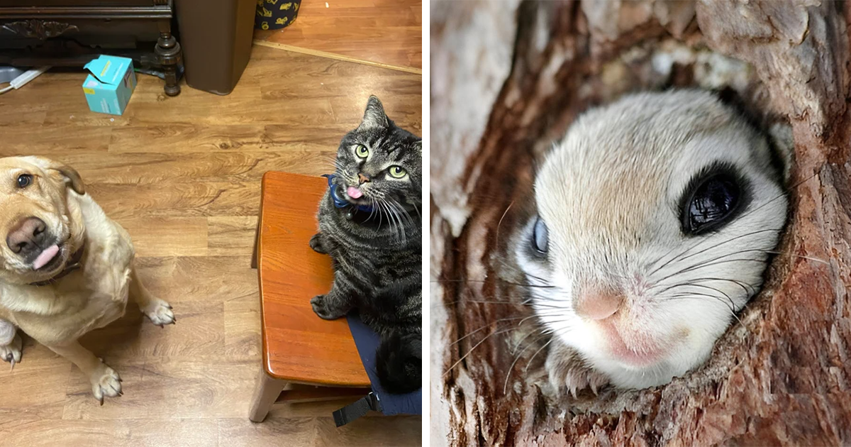 Top 15 Cutest Animals Of The Week To Start The Day With An 'Aww ...