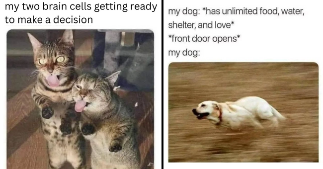 20+ Funniest Furry Felines/Canines In The Delightful Form Of Memes - Animal Comedy - Animal ...