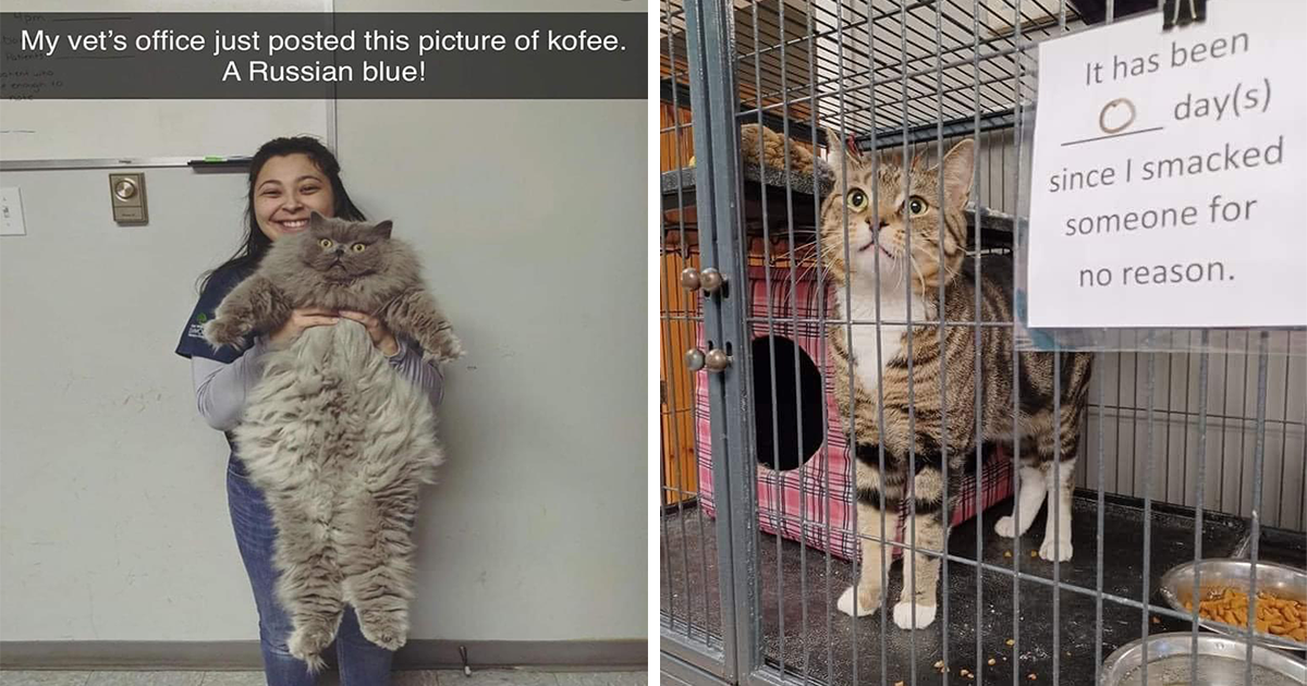 A Big Cat Dump To Start The Year Purrfectly: Cat Memes, Tweets, Pics ...