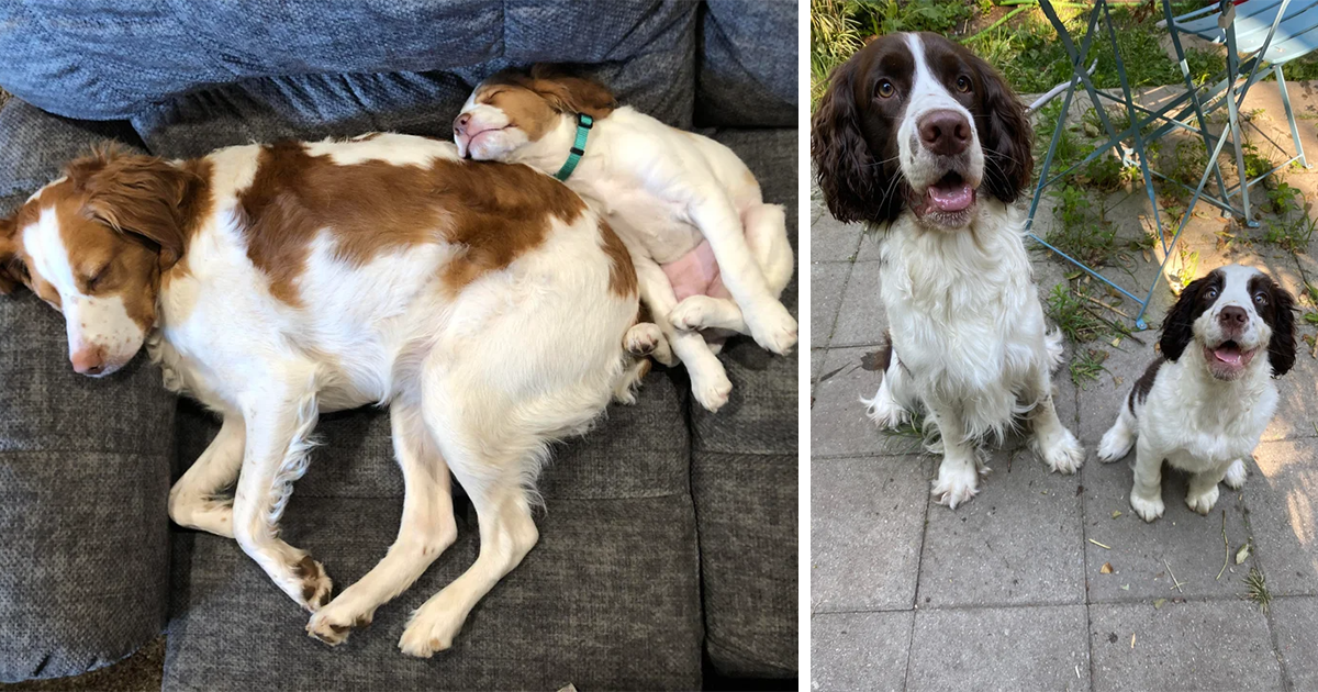When Dogs Get A Puppy: Sweet Moments Of Big Doggos Getting Little ...