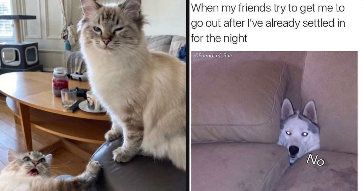 A Fresh Batch Of Animal Memes To Turn A Friday Workday Into Working ...