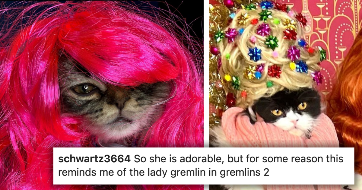 I Can Has Cheezburger? - wigs - Funny Animals Online - Cheezburger