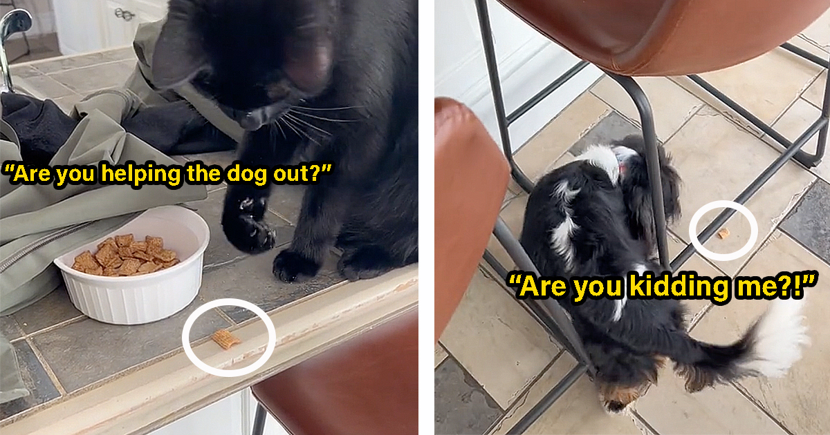 I Can Has Cheezburger? - dogs - Funny Animals Online - Cheezburger