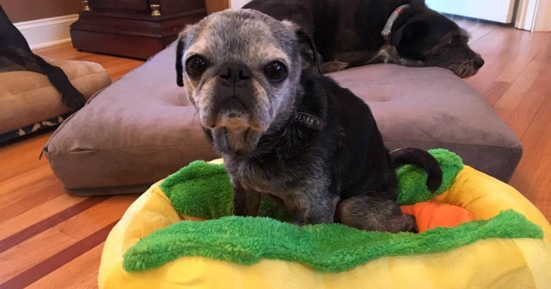 This Pug Is the Cutest Senior Citizen We've Ever Seen - I Can Has ...