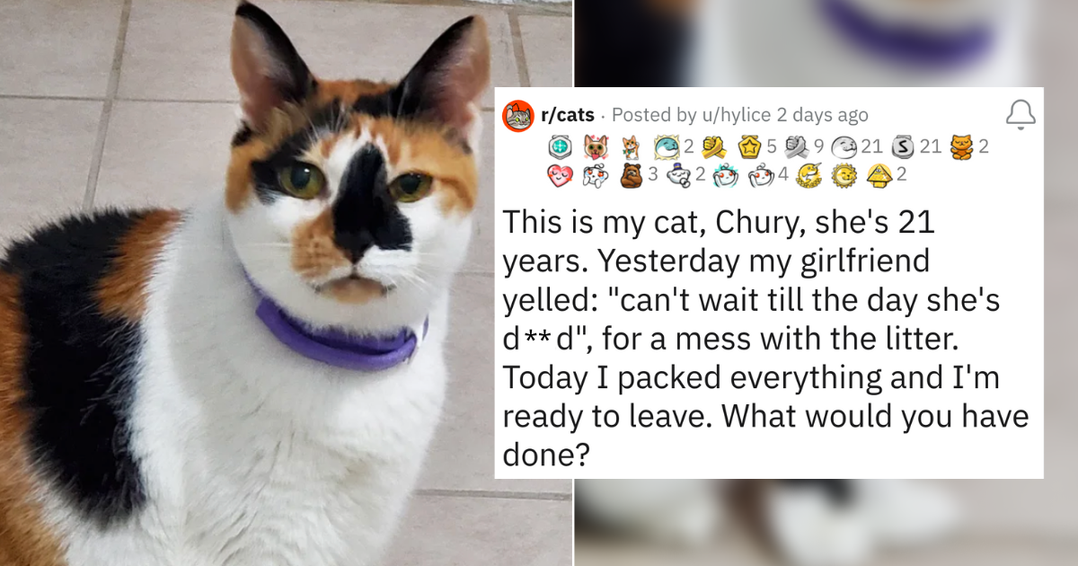 Kitty Controversy: Viral Reddit Thread Forces Boyfriend To Choose ...