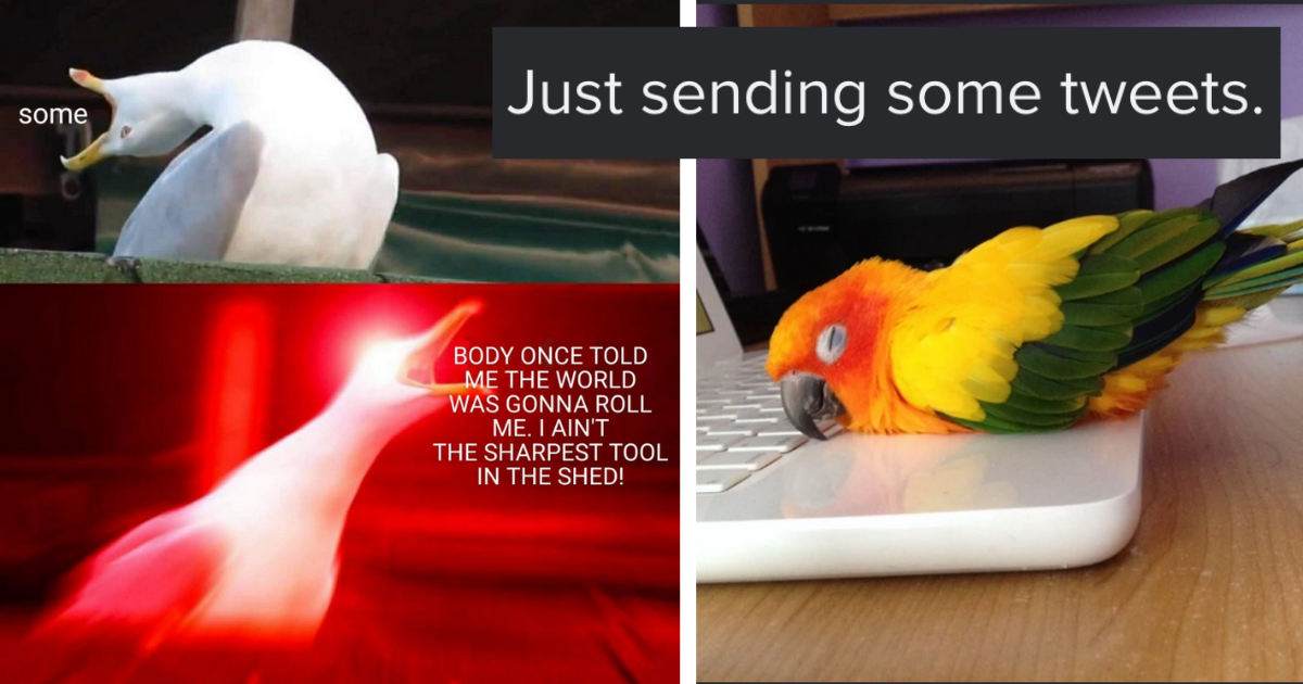 25 Bird Pictures And Memes To Remind Us That Life Is Beautiful And ...