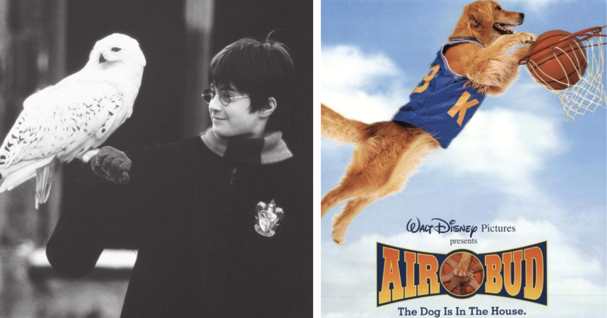 12 Famous Animals From The 2000s That Touched Your Heart (14 Pictures ...