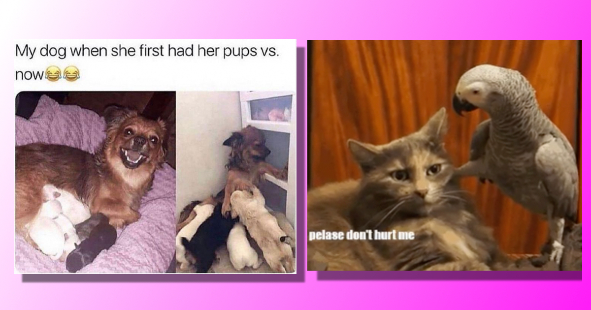 20 Small animals (and their owners) who had a bad day - FAIL Blog ...