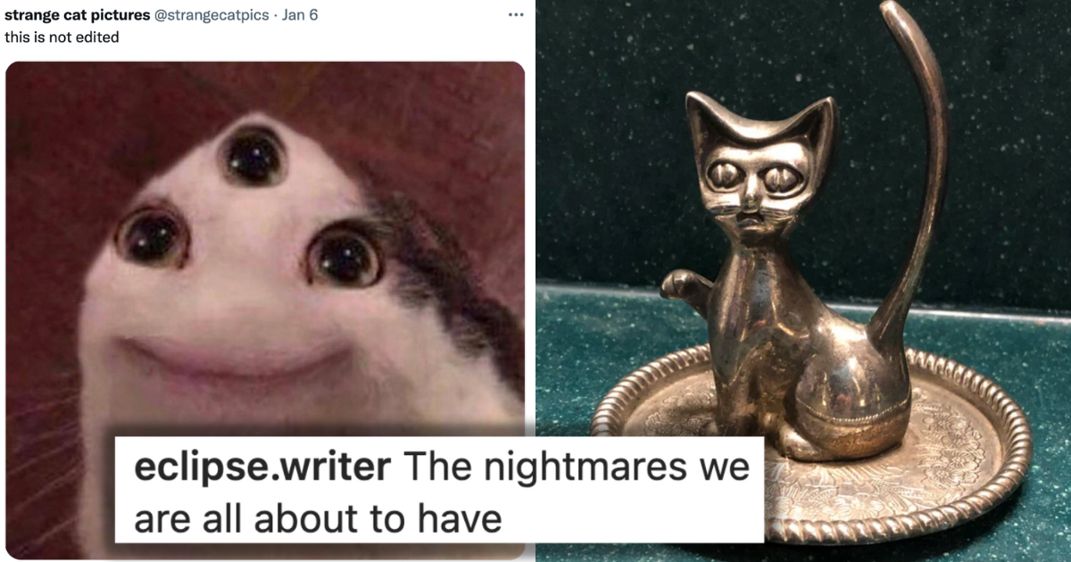25 Cat Photos And Memes That Will Make You Question Why Opened Up The ...