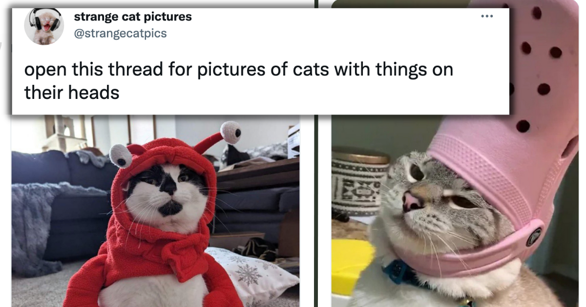 Hilarious Twitter Thread Featuring Pictures Of Cats With Weird Things ...
