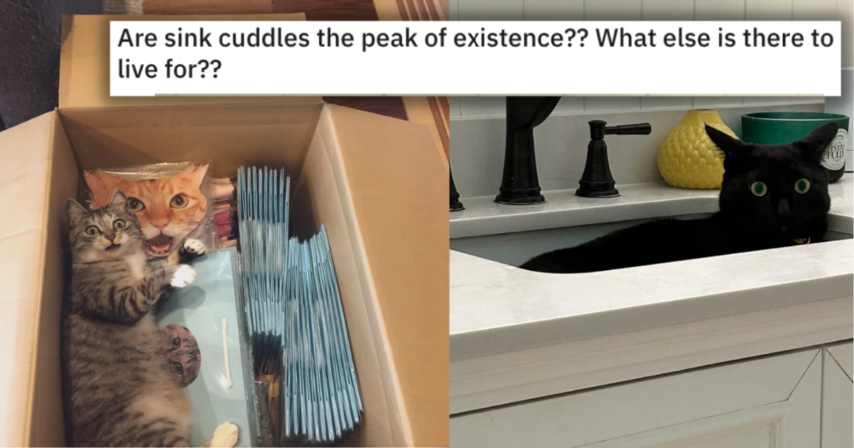 20 Pictures Of Cats Having An Existential Crisis To Make You Feel Better About Yourself On ...