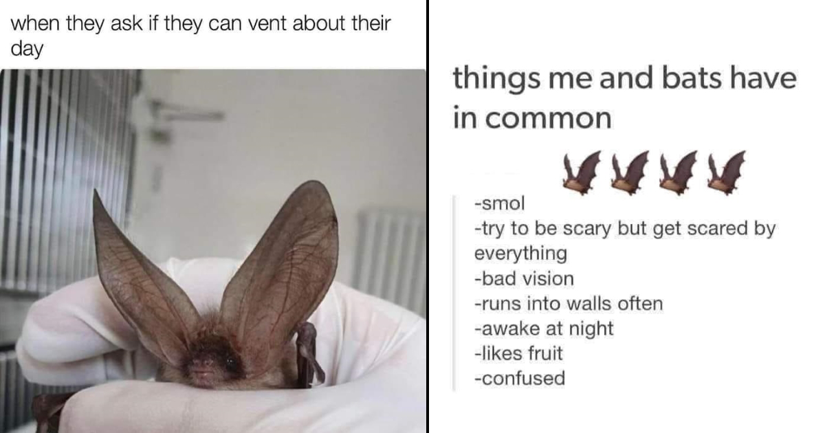 A Bundle of Bat Memes for Chiroptera Appreciators - Memebase - Funny Memes