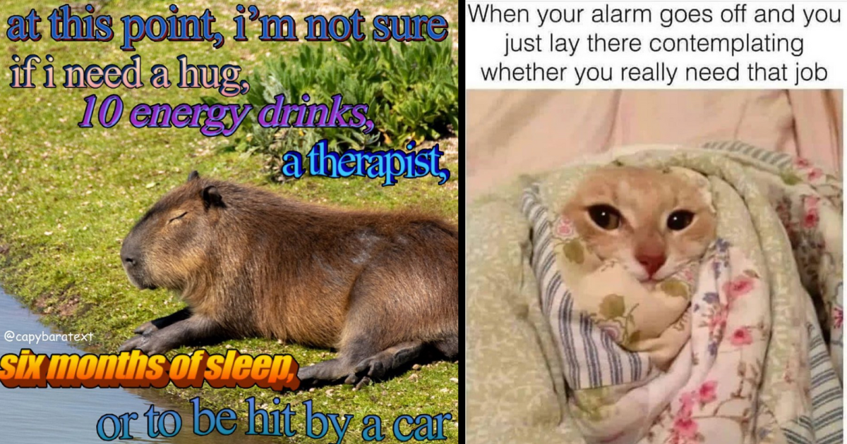 A Grumpy Animal Dump For All The Grouches On Monday Morning (25 Memes ...