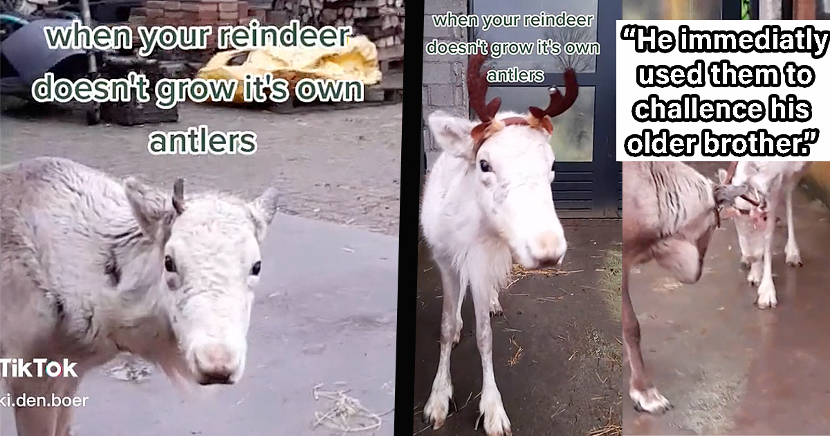 Depressed Reindeer Can’t Grow His Own Antlers, Farmer Gives Him Festive ...