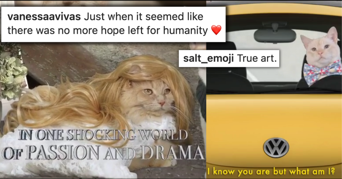 I Can Has Cheezburger? - soap opera - Funny Animals Online - Cheezburger