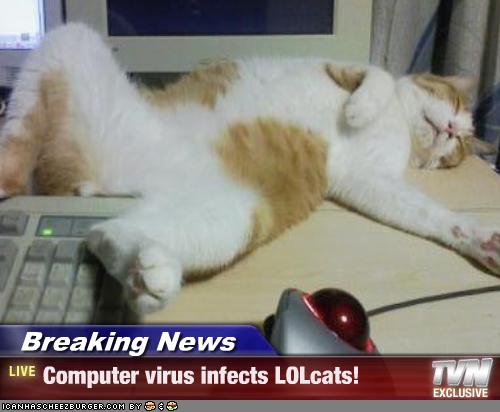 Lolcats Computer Cat Delivery : R/lolcats