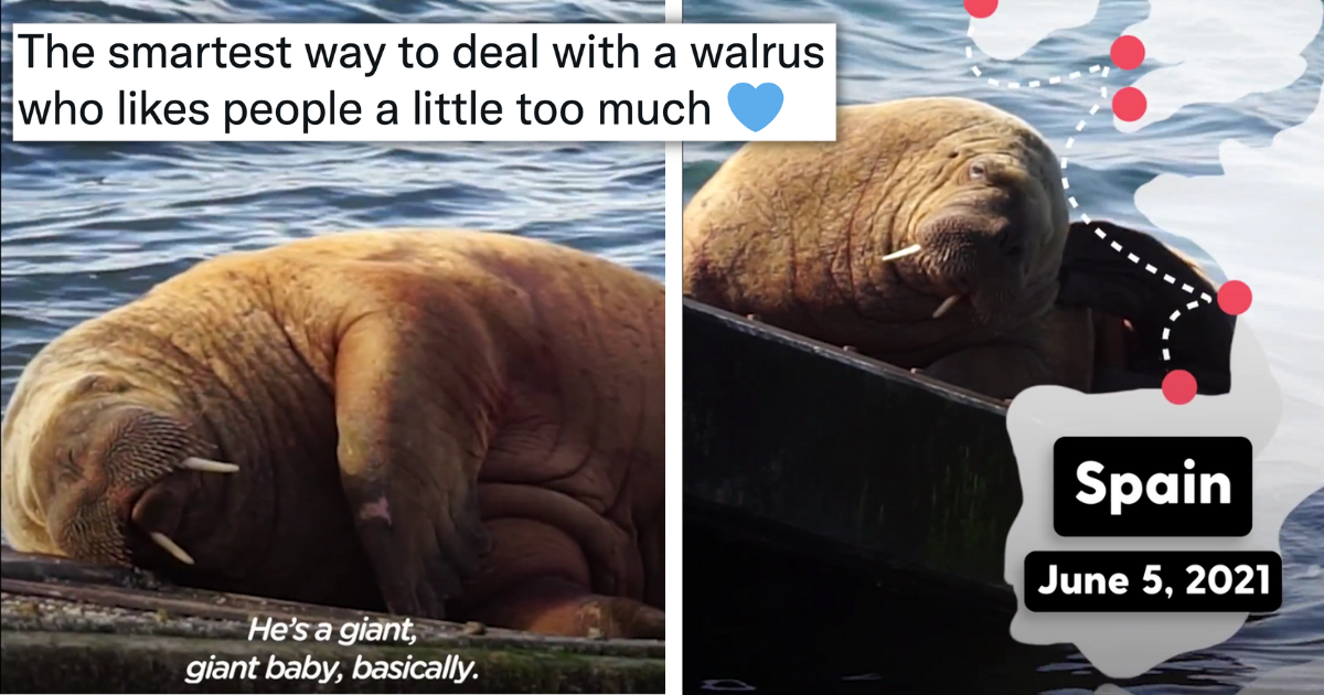 People Are Shocked When A Walrus Goes On Vacation In Western Europe And ...