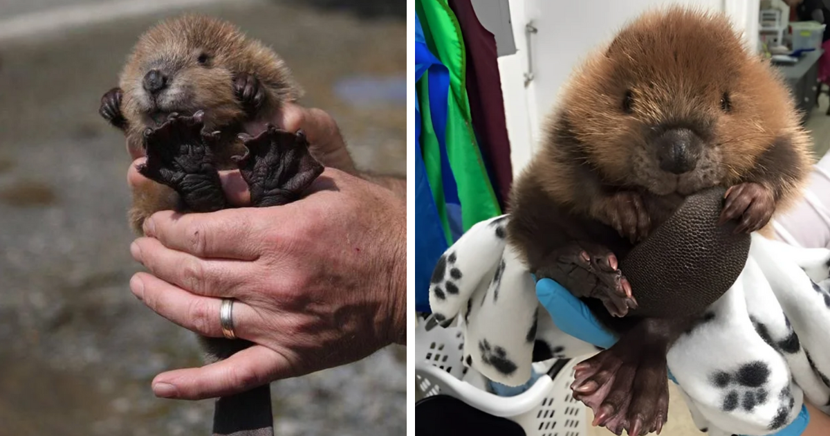 Our Newest Aww-bsession: Adorable Baby Beavers With Faces That Will ...