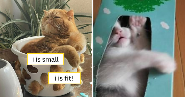 Fluffy Felines Squeeze Themselves Into Small Uncomfortable Spaces Like ...