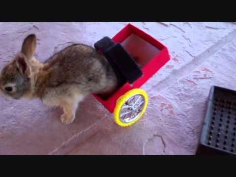 Daily Squee - Cute Animals - Cute Baby Animals - Cute Animal Pictures ...