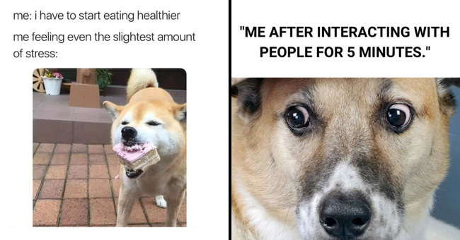 23 Funniest Canine Expressions in The Form of Relatable Memes - Animal ...