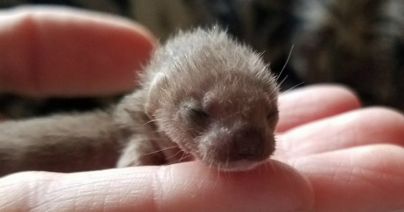 These Tiny Babies Will Weasel Their Way Right Into Your Heart - I Can ...