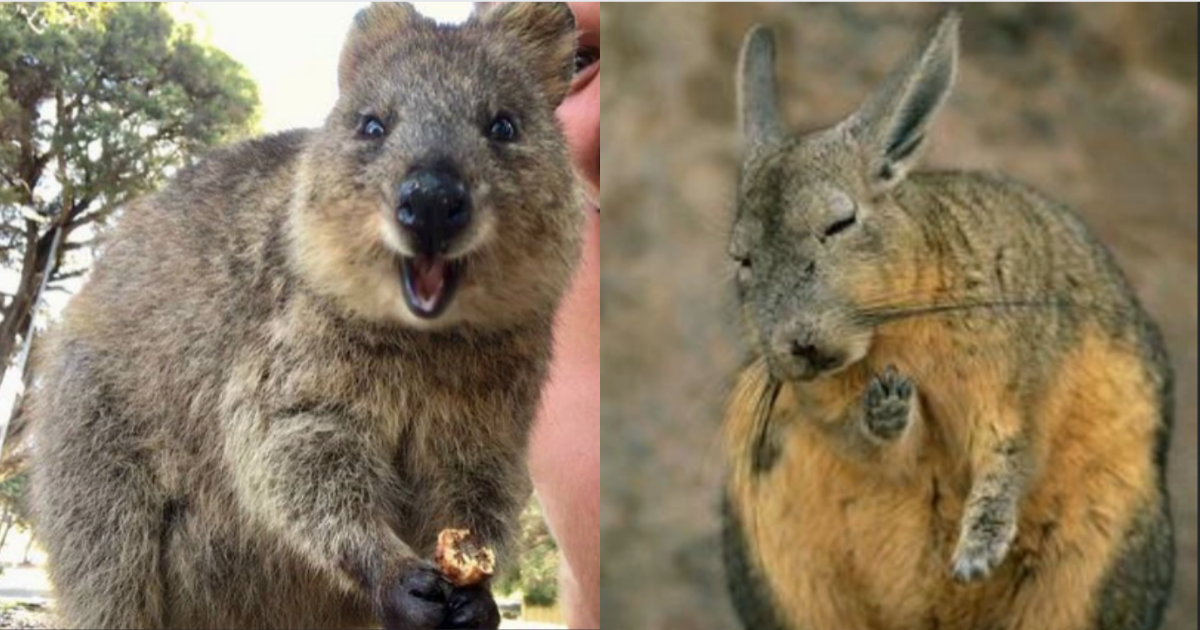 Opposite Ends Of The Animal Spectrum: Quokkas Vs Viscachas, AKA Morning People Vs Night Owls (11 ...
