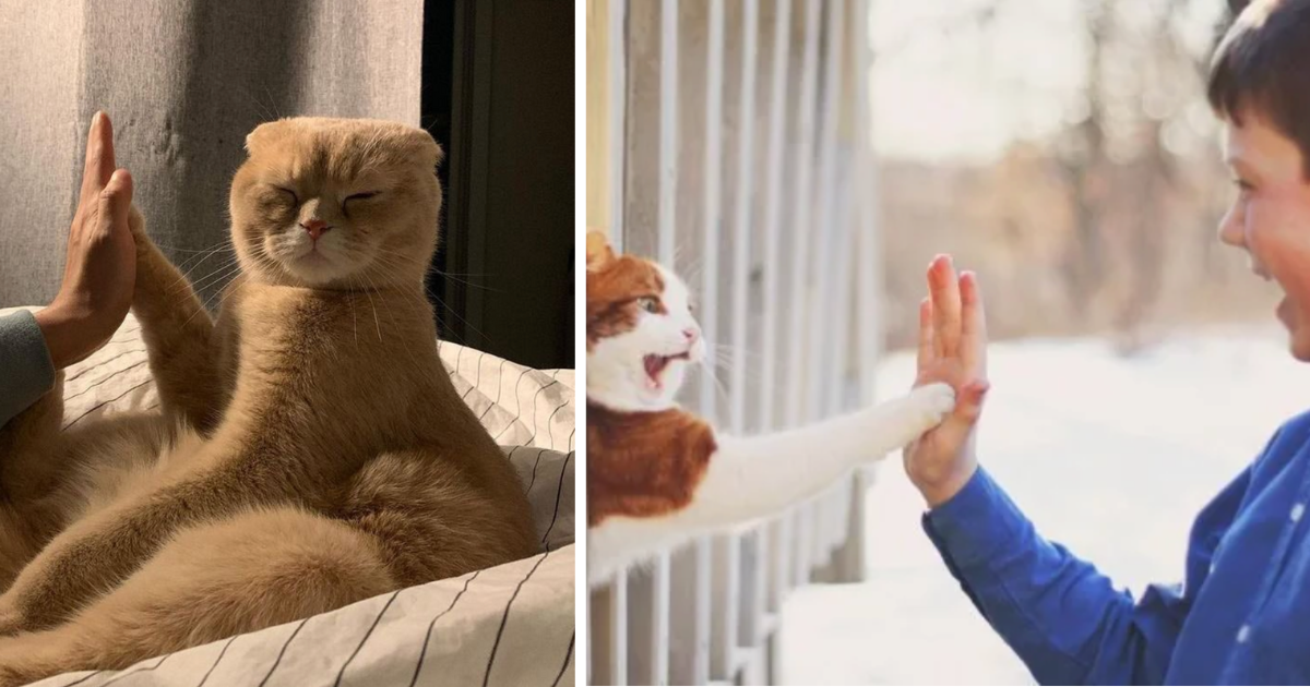 I Can Has Cheezburger? - high five - Funny Animals Online - Cheezburger