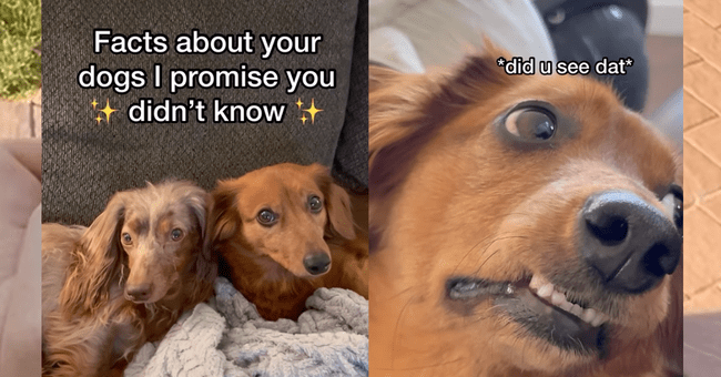 Animal Comedy - dog facts - Animal Comedy - Animal Comedy, funny ...