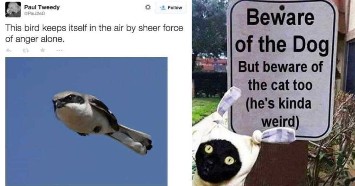 21 Of The Goofiest Animal Memes That We 100% Identify With (January 18 ...