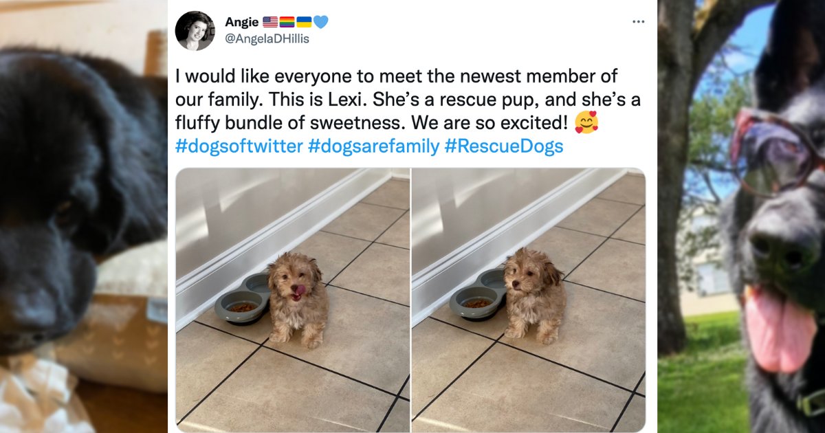 Wholesome Twitter Thread Of Puppy Introductions Is A Pawsome Cure For A ...