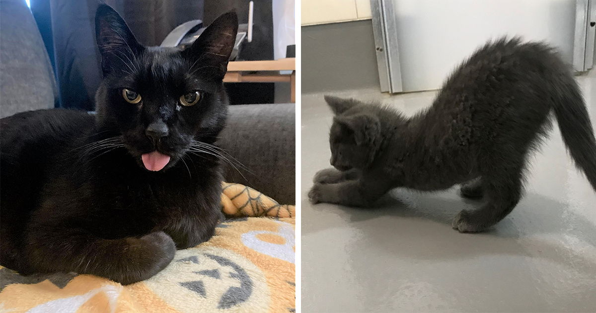 A Quick Guide To Impurrtant Cat Lingo By Your Friendly Neighborhood ...