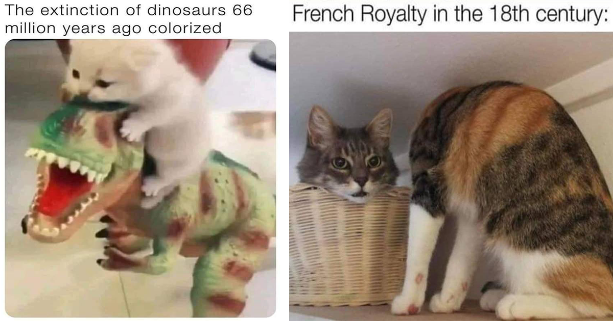 A Hefty Dose Of Funny Cat Memes For People Seeking A Cure For That ...