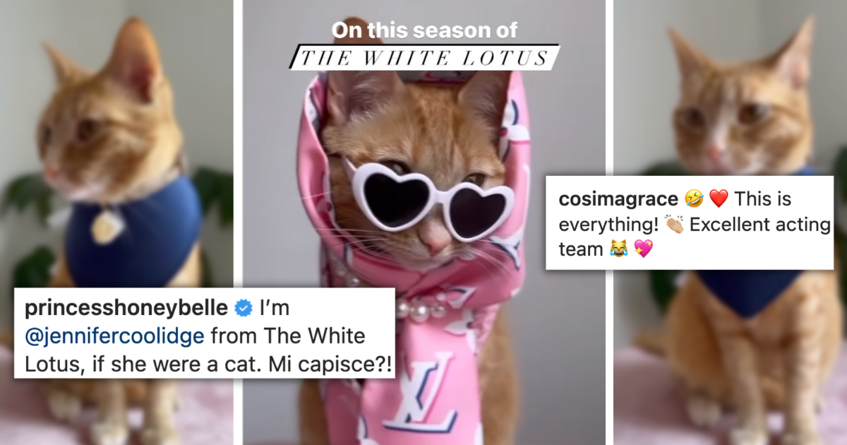 And The Oscar Goes To... Kitty Coolidge: Adorable Instagram Cats ...