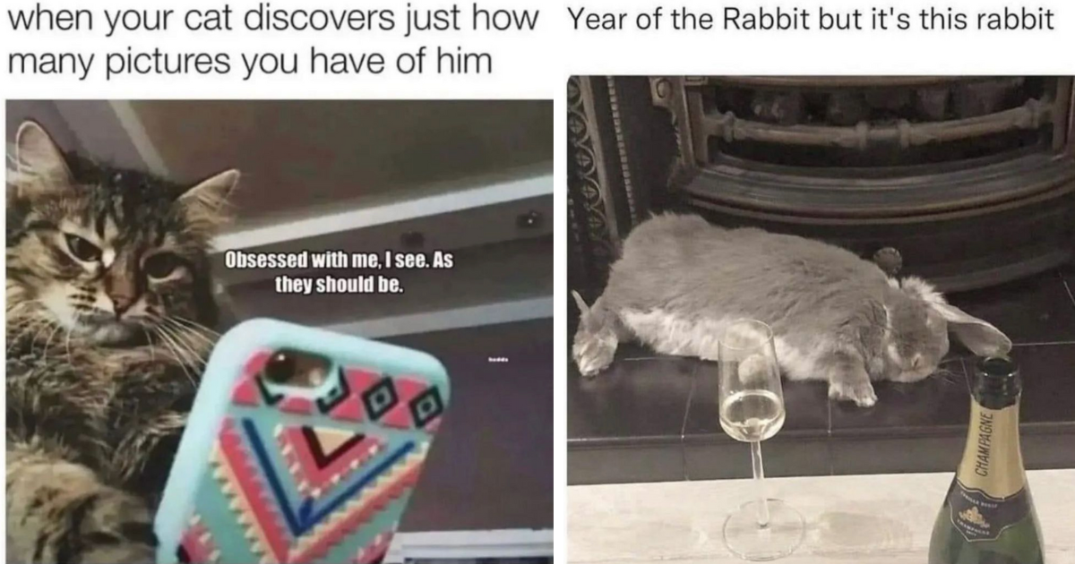 19 Emergency Animal Memes To Show Your Boss To Avoid Doing Any Actual ...