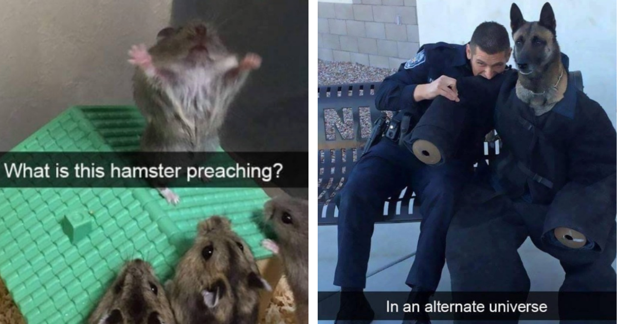 28 Hilarious Animal Snaps Purrfect For Reading In Bed On A Lazy ...