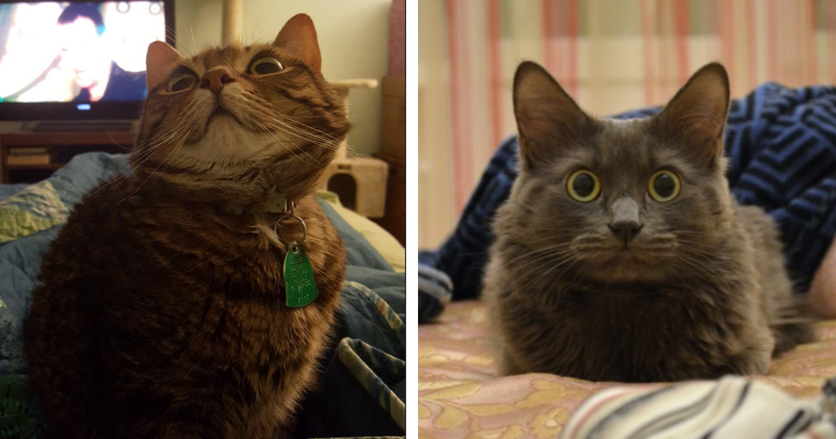 These Flabbergasted Felines Represent Exactly How We Feel About Going ...