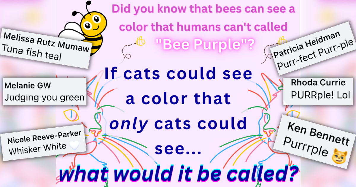 I Can Has Cheezburger Fans Answer: If Cats Could See A Color Only Cats ...