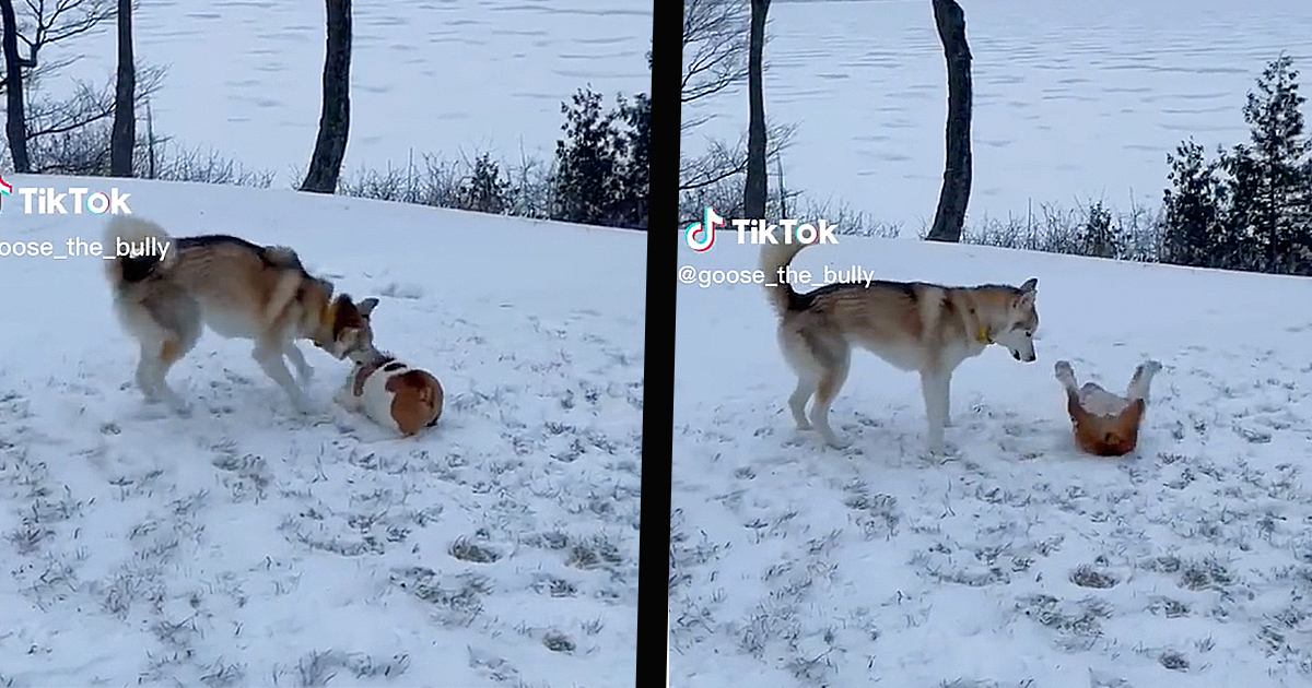 Small and Round Bulldog Befriends a Husky and Adorably Proceeds to Have ...