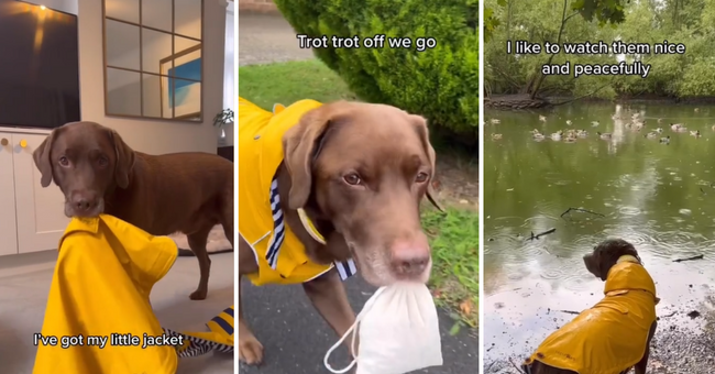 Animal Comedy - duck-buddies - Animal Comedy - Animal Comedy, funny ...