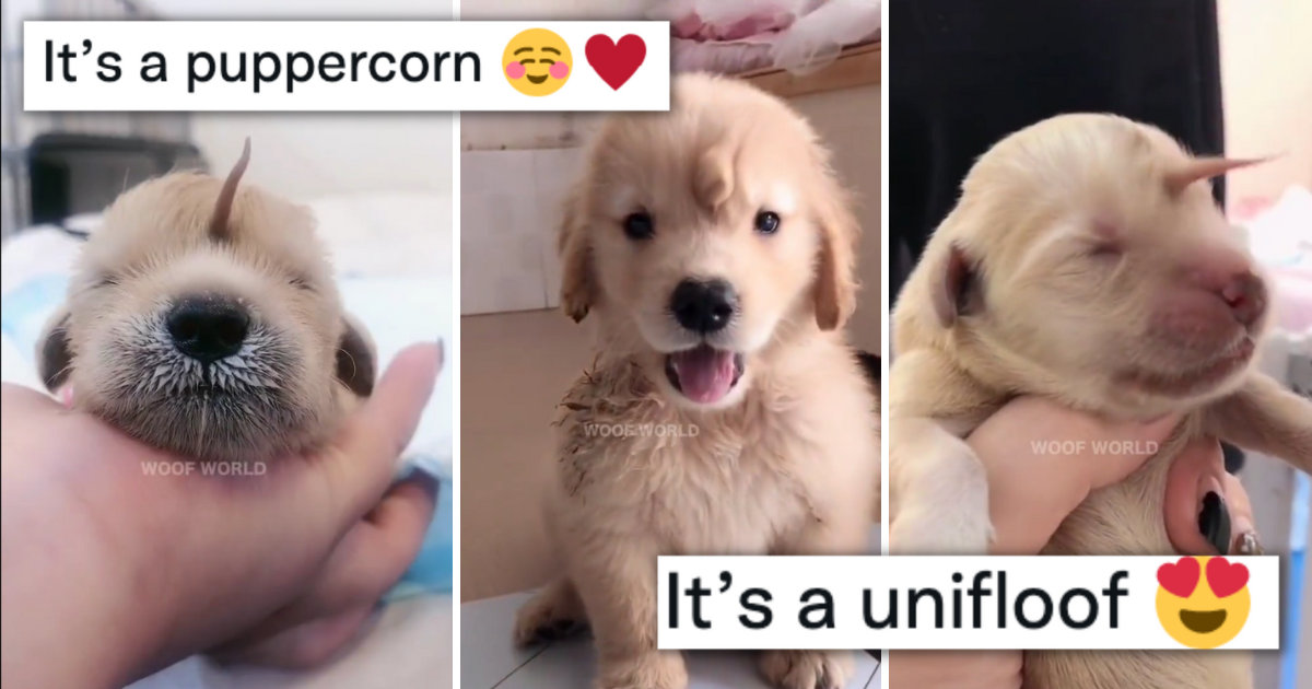 A Rare Golden Puppercorn Sighted As An Adorable Puppy Is Born With An ...