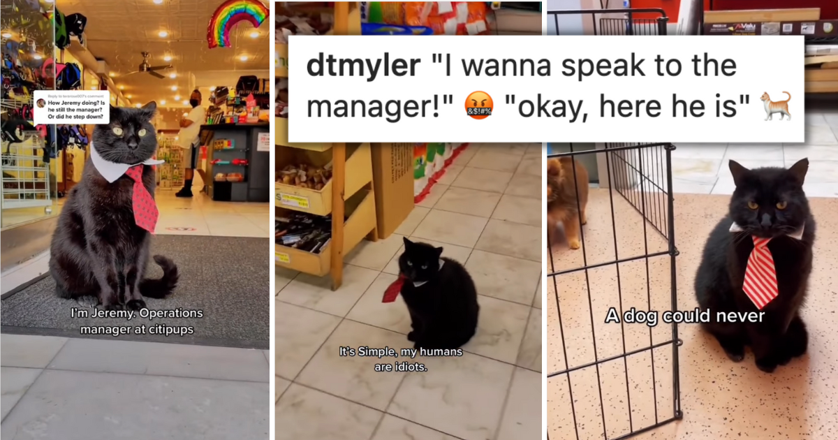 Jeremy The Cat Becomes A Manager At A Dog Store And Enforces His Rules ...