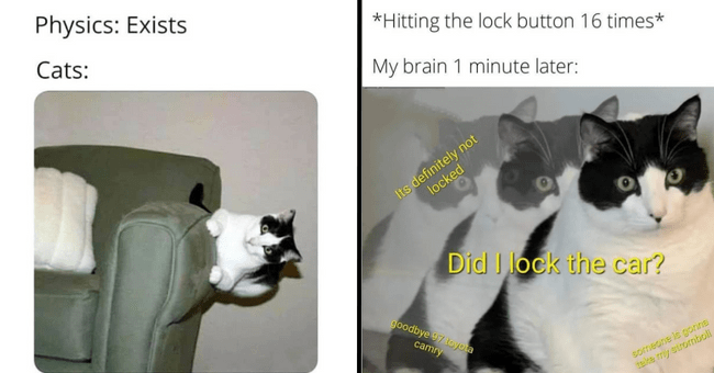 I Can Has Cheezburger? - funny-critters - Funny Animals Online ...