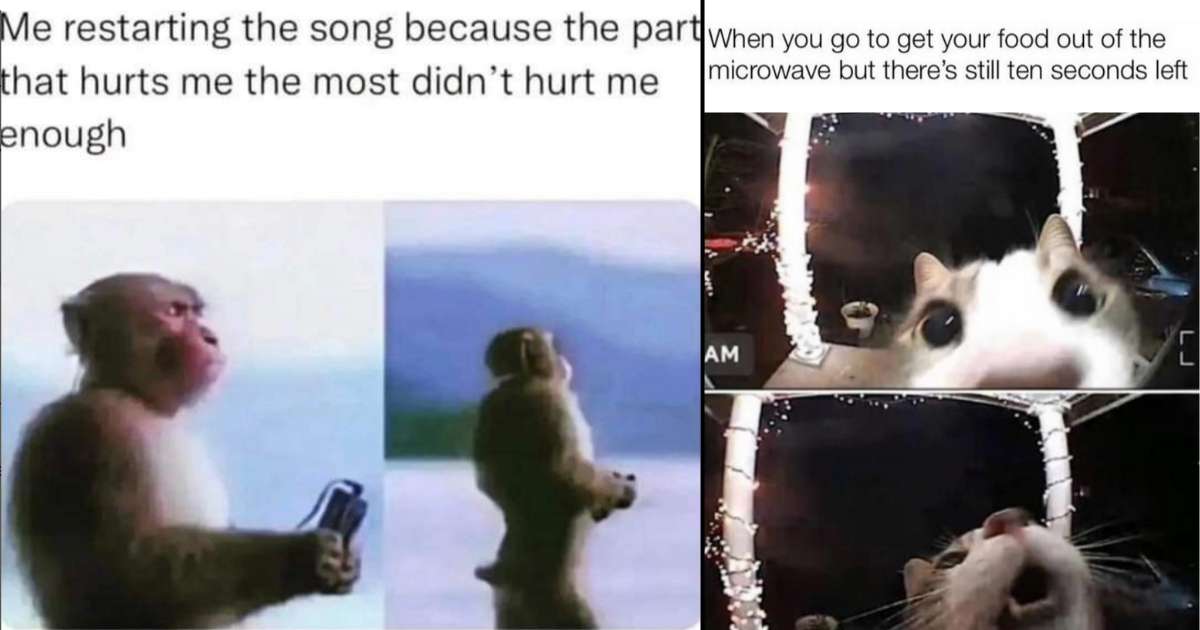 30 Hilarious Animal Memes That 100% Pass The Vibe Check (January 25 ...