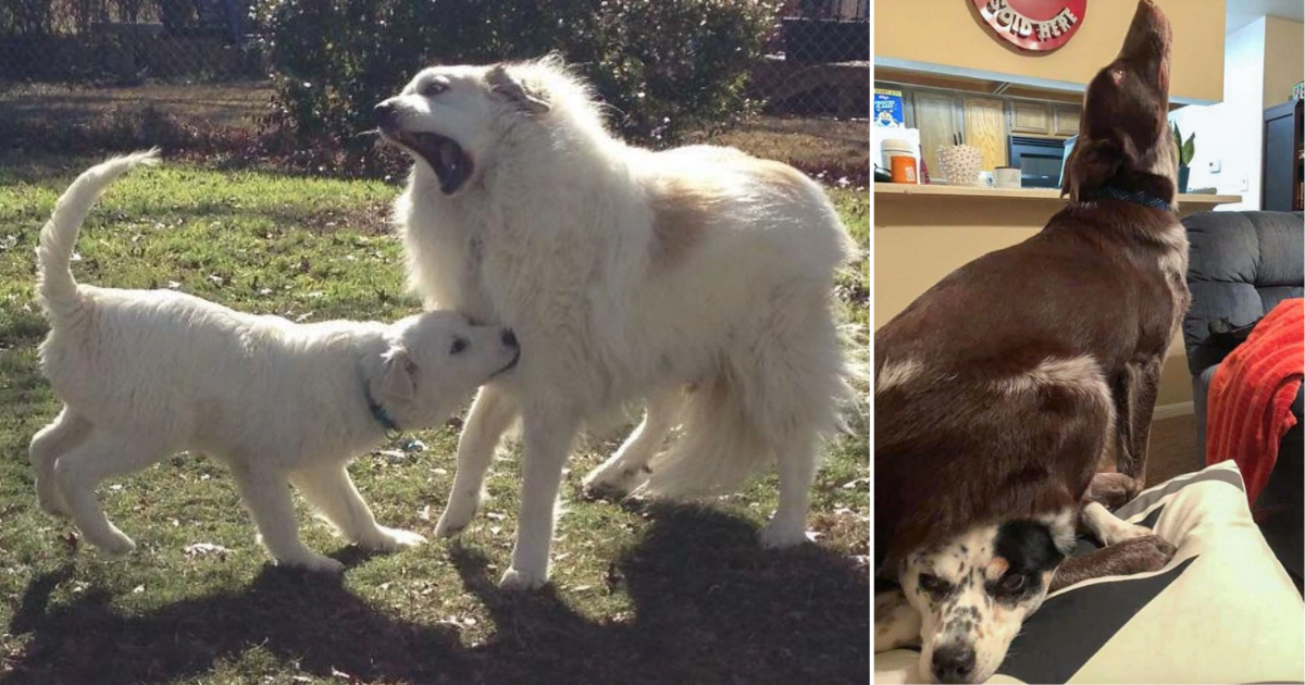 Animal Comedy - sibling rivalry - Animal Comedy - Animal Comedy, funny ...