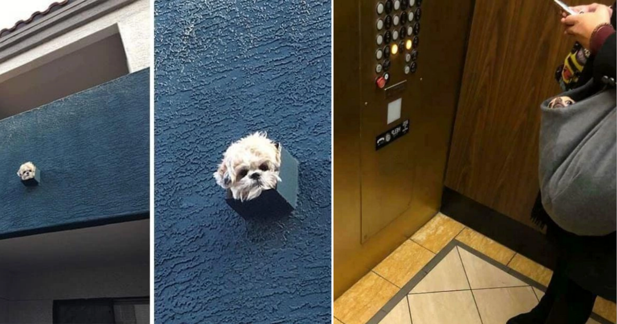 When Dogs Go Snooping: The Art of Sticking Your Nose in People's ...