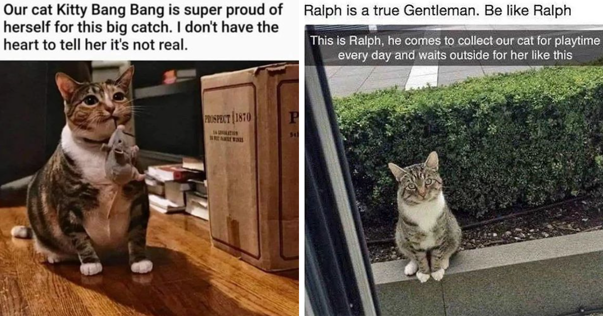 Halfway To Caturday: Purrfectly Funny Cat Memes And Tweets - I Can Has Cheezburger?