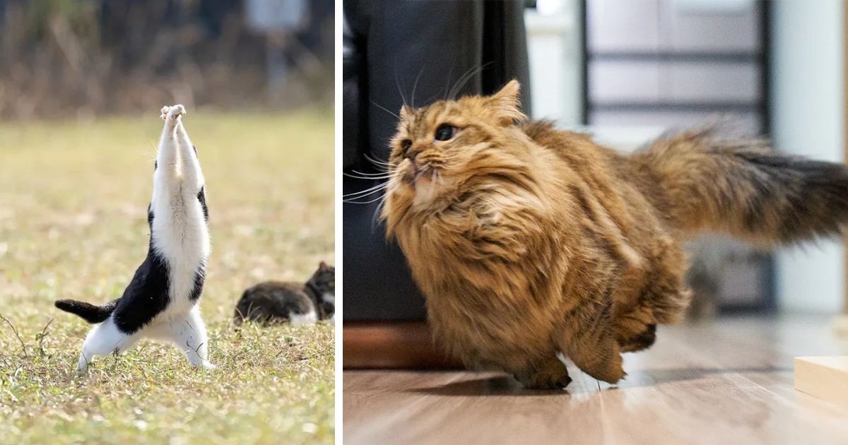 Cat Medley: Cuteness Galore, Funnies, Rescues, And Appreciation - I Can ...