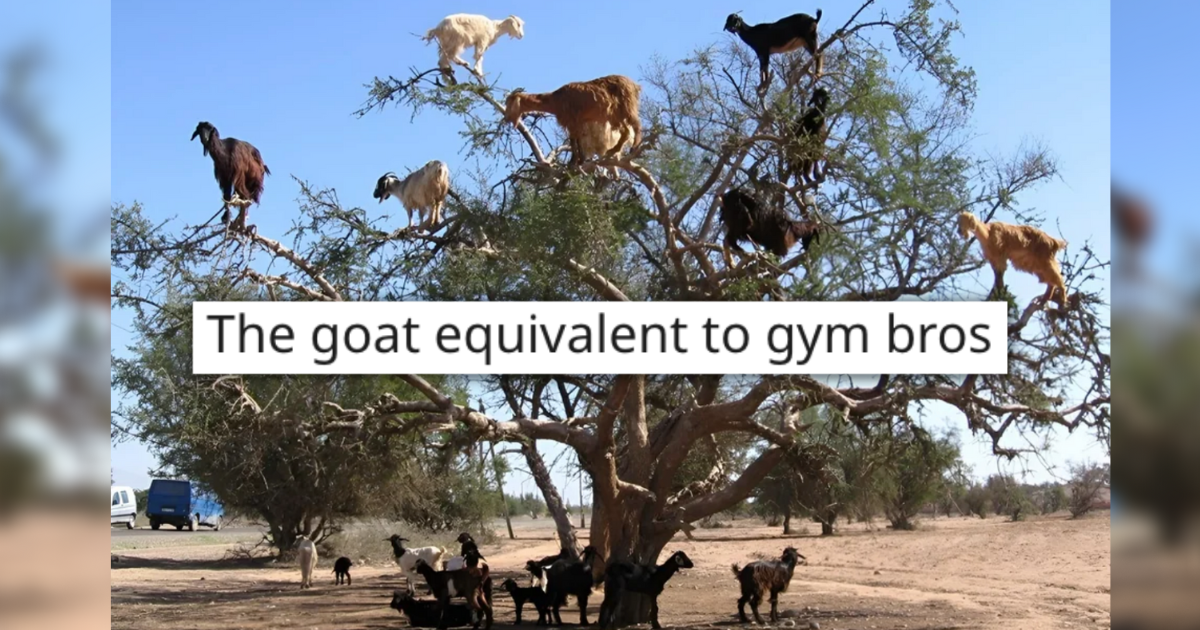 Goats Going For Gold: Goats In Morocco Climb Trees, Have Balancing ...